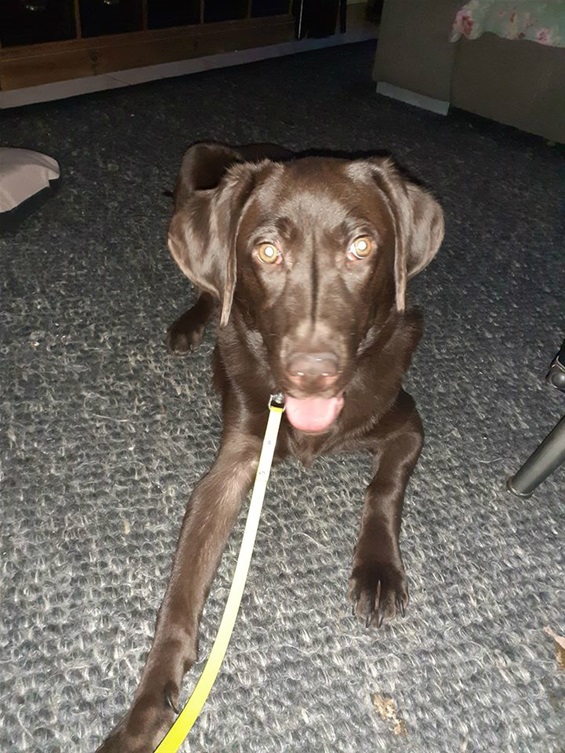 Casper - DIER EN PROJECT