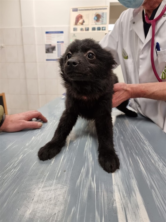 Chen (jong) – DIER EN PROJECT