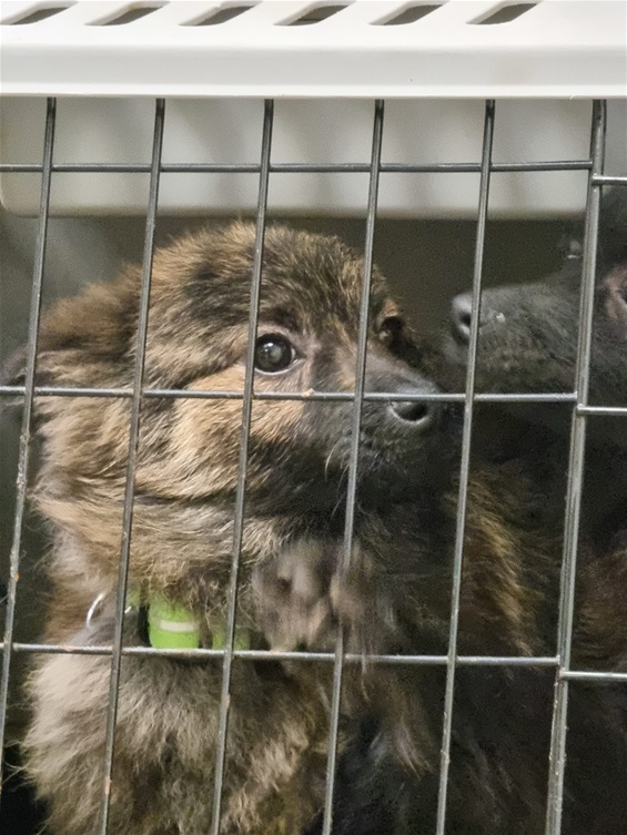 Jagger (jong) - DIER EN PROJECT