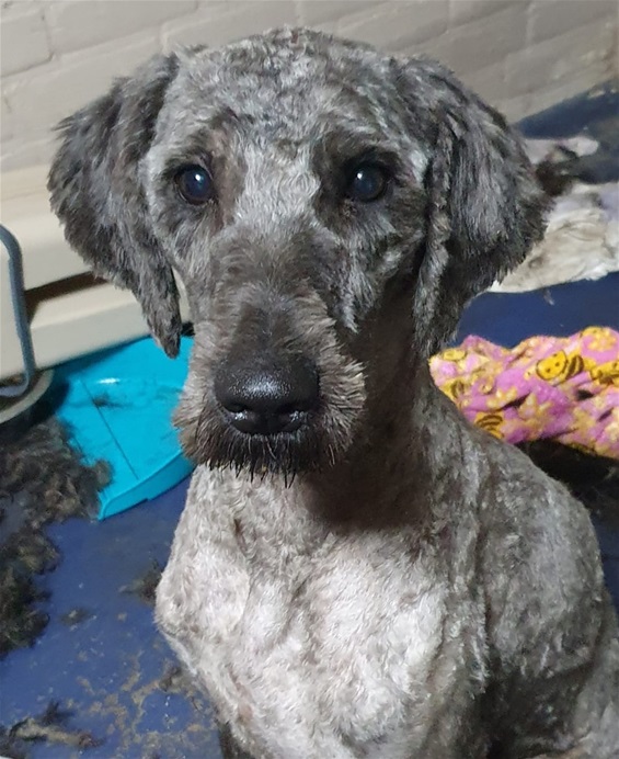 8 Labradoodles Update: nog 1 beschikbaar - DIER EN PROJECT