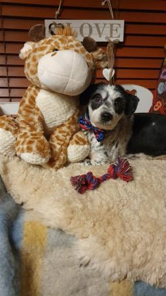 Fredje – DIER EN PROJECT