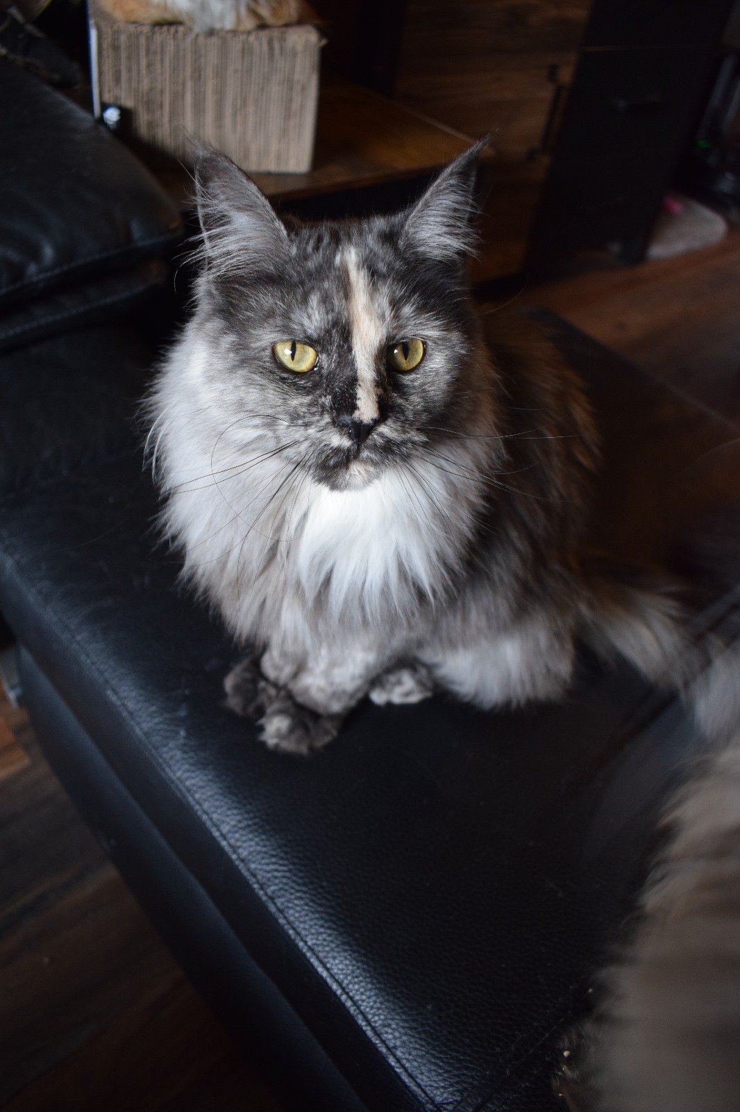 Hoshi - DIER EN PROJECT