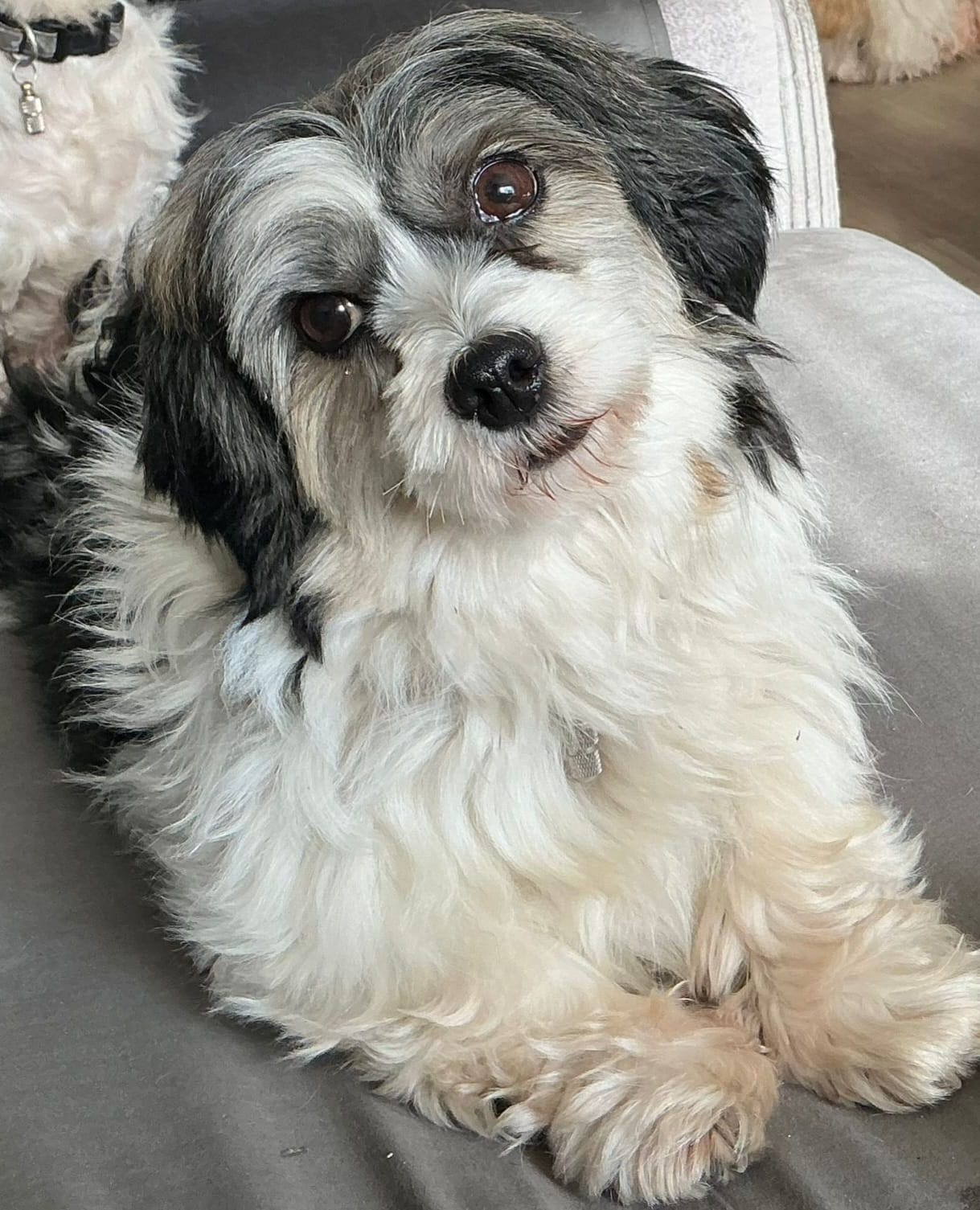 Saar - DIER EN PROJECT