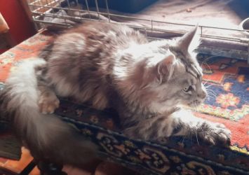 Knappe Maine Coon man - DIER EN PROJECT